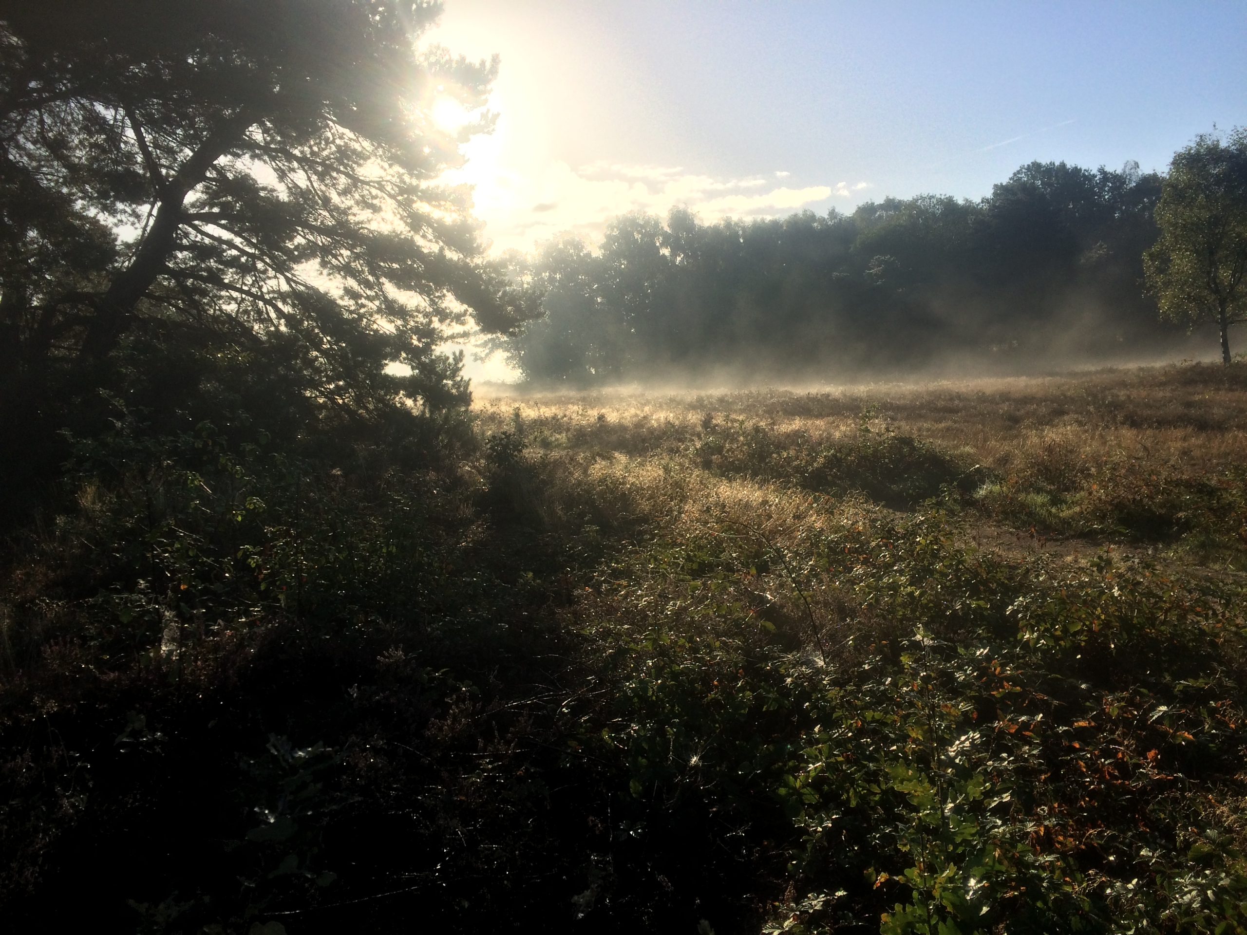 Ochtendgloren wandelingen Ermelo - Ben Onderweg